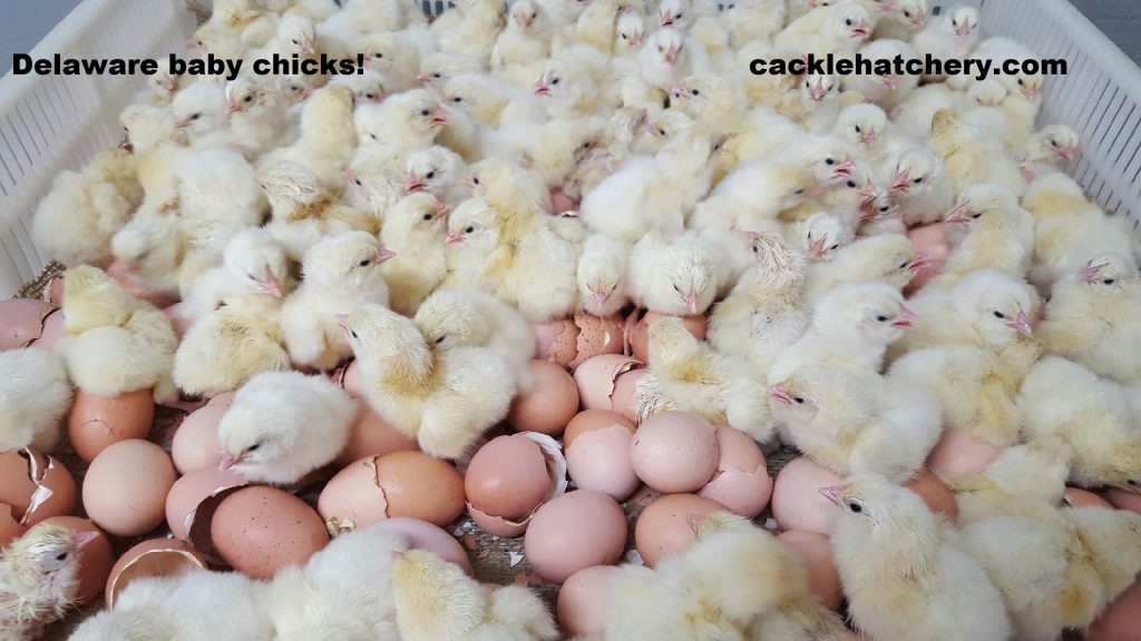 Delaware Chickens - Brown Egg Layers | Cackle Hatchery®
