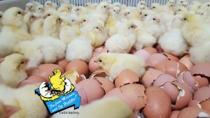 Delaware Chickens - Brown Egg Layers | Cackle Hatchery®