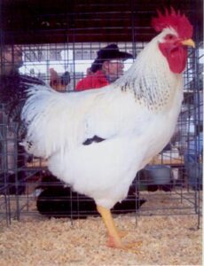 Delaware Chickens - Brown Egg Layers | Cackle Hatchery®