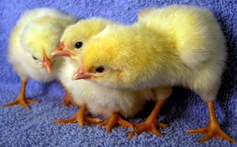 Delaware Chickens - Brown Egg Layers | Cackle Hatchery®