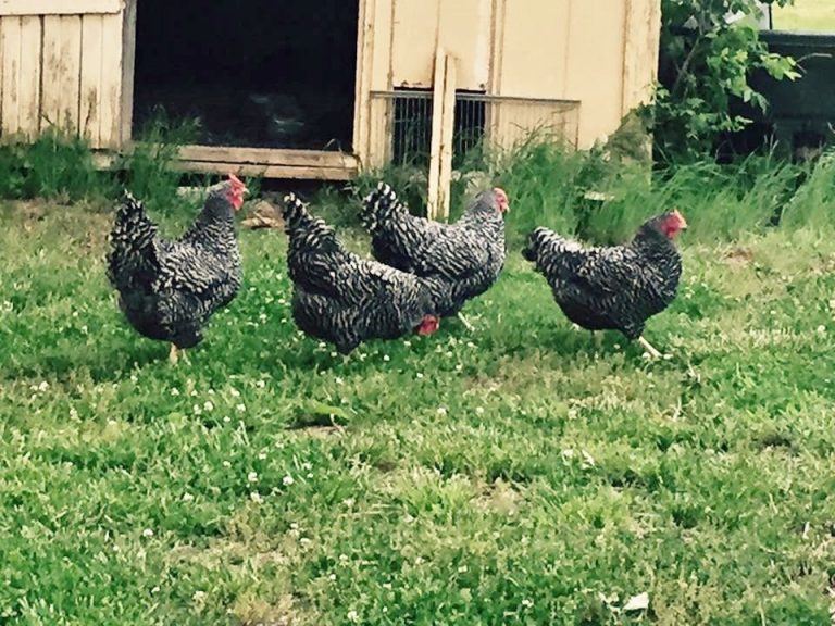 Dominique Chicken Breeds For Sale | Cackle Hatchery®
