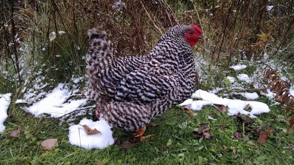 Dominique Chicken Breeds For Sale | Cackle Hatchery®