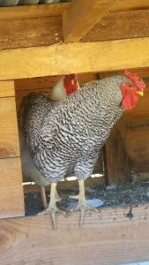 Dominique Chicken Breeds For Sale | Cackle Hatchery®