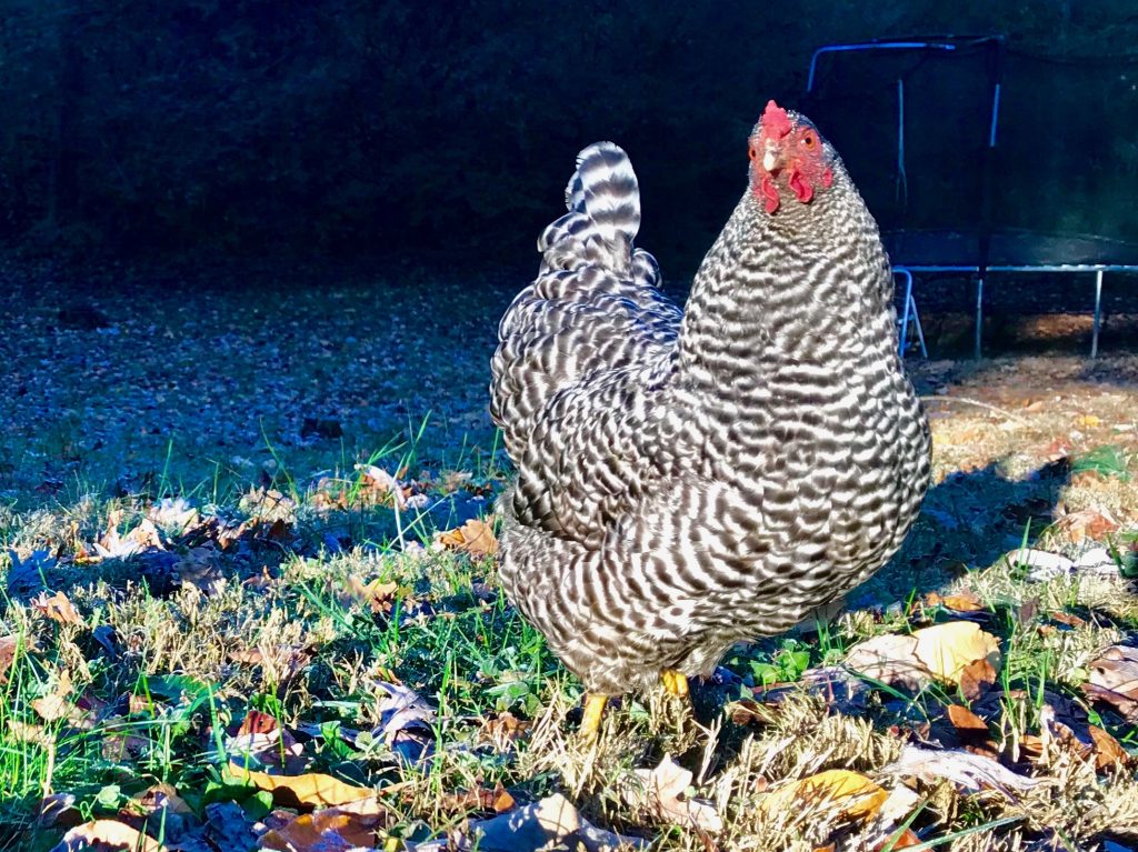 Dominique Chicken Breeds For Sale | Cackle Hatchery®
