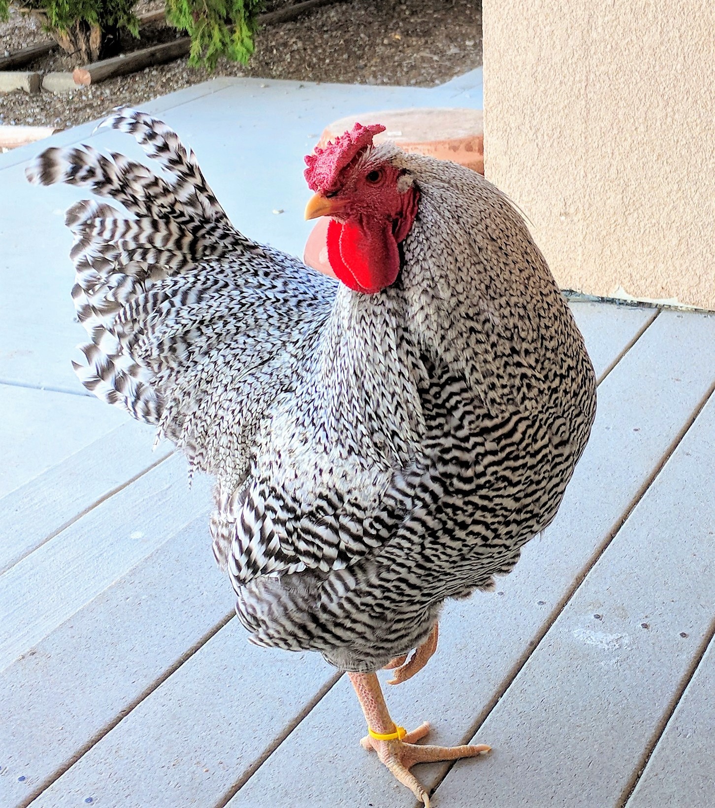 Dominique Chicken Breeds For Sale | Cackle Hatchery®
