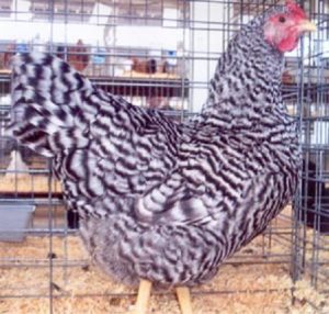 Dominique Chicken Breeds For Sale | Cackle Hatchery®