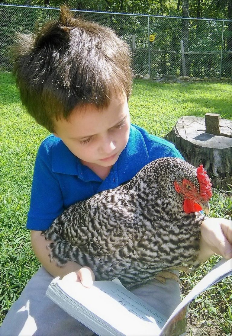Dominique Chicken Breeds For Sale | Cackle Hatchery®