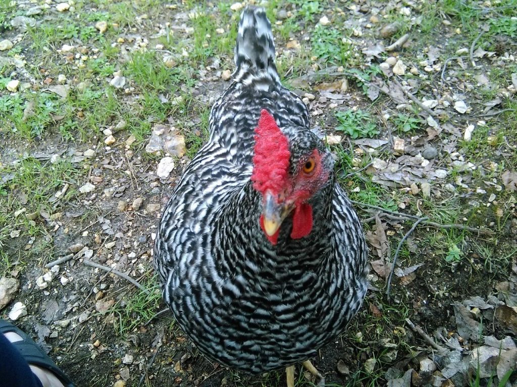 Dominique Chicken Breeds For Sale | Cackle Hatchery®
