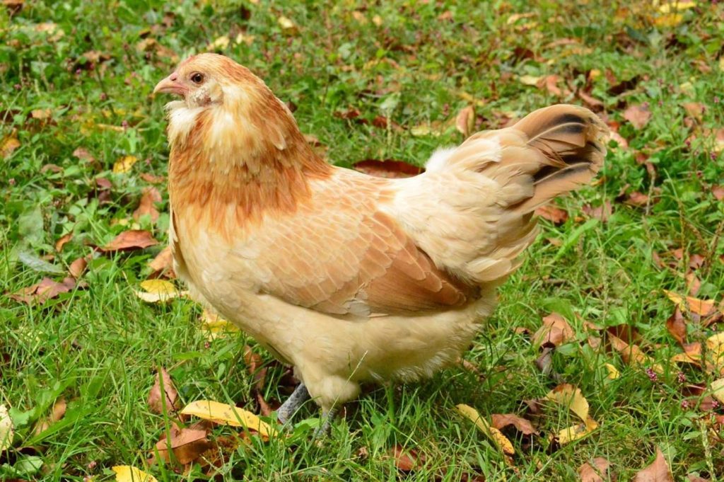 Easter Egger™ Bantams - Baby Chicks for Sale | Cackle Hatchery®