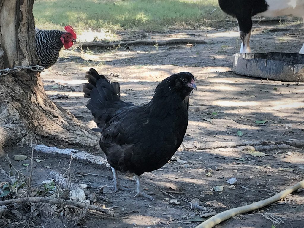 Easter Egger Bantam Chicks | Colored Eggs | Cackle Hatchery®