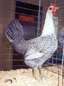 Egyptian Fayoumis Chickens - Day Old Chicks (Fowl) | Cackle Hatchery®