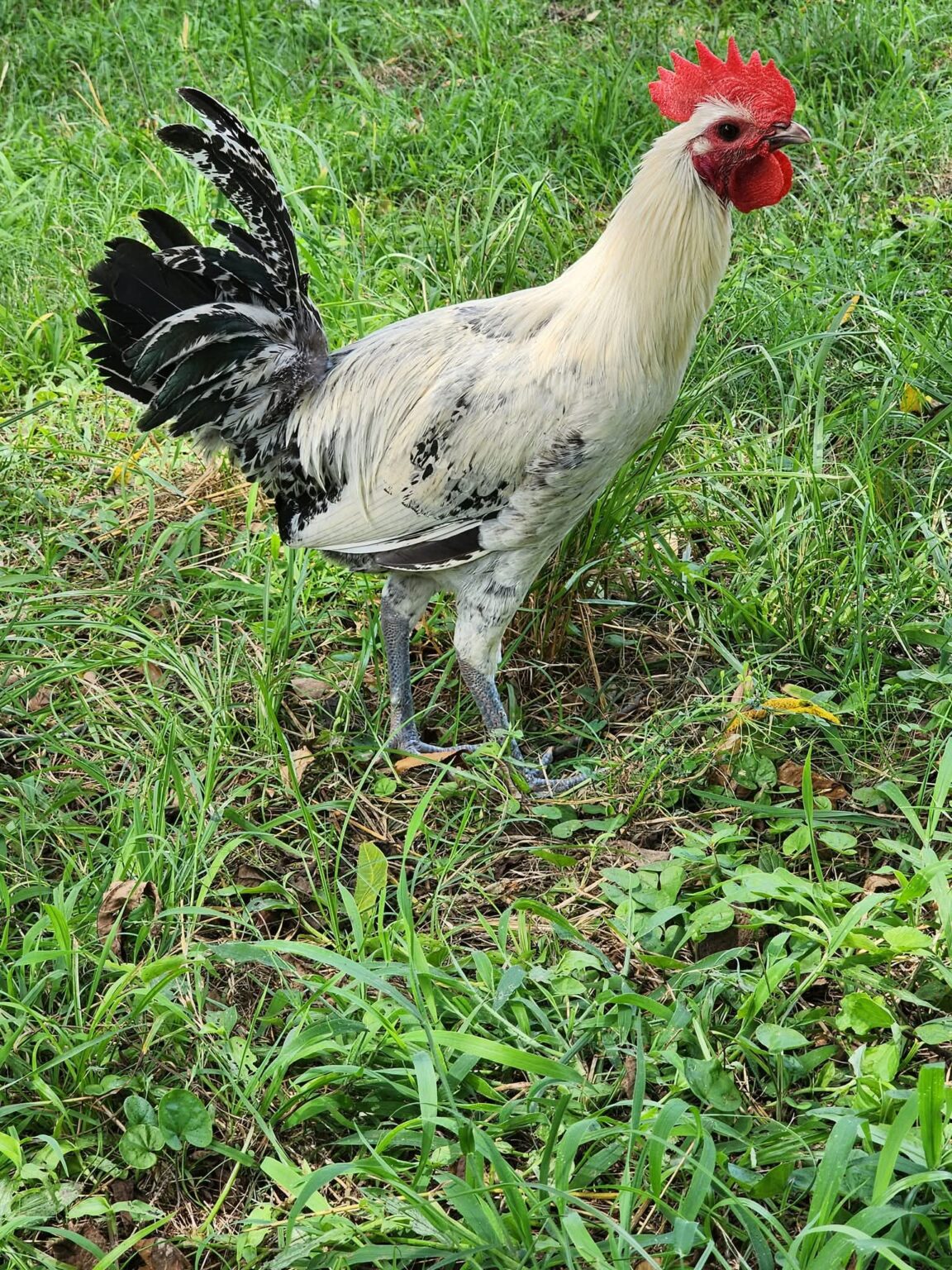 Egyptian Fayoumis Chickens - Day Old Chicks (Fowl) | Cackle Hatchery®
