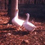 White Embden Goslings Large Meat Geese | Cackle Hatchery®