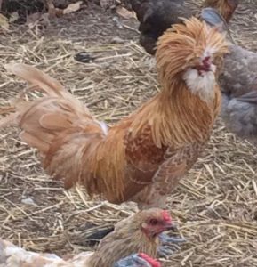 Buff Laced Polish Chicken - Chicks for Sale | Cackle Hatchery®