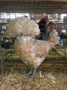 Buff Laced Polish Chicken - Chicks for Sale | Cackle Hatchery®