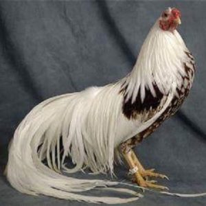 Red Shoulder Yokohama Chickens | Cackle Hatchery®