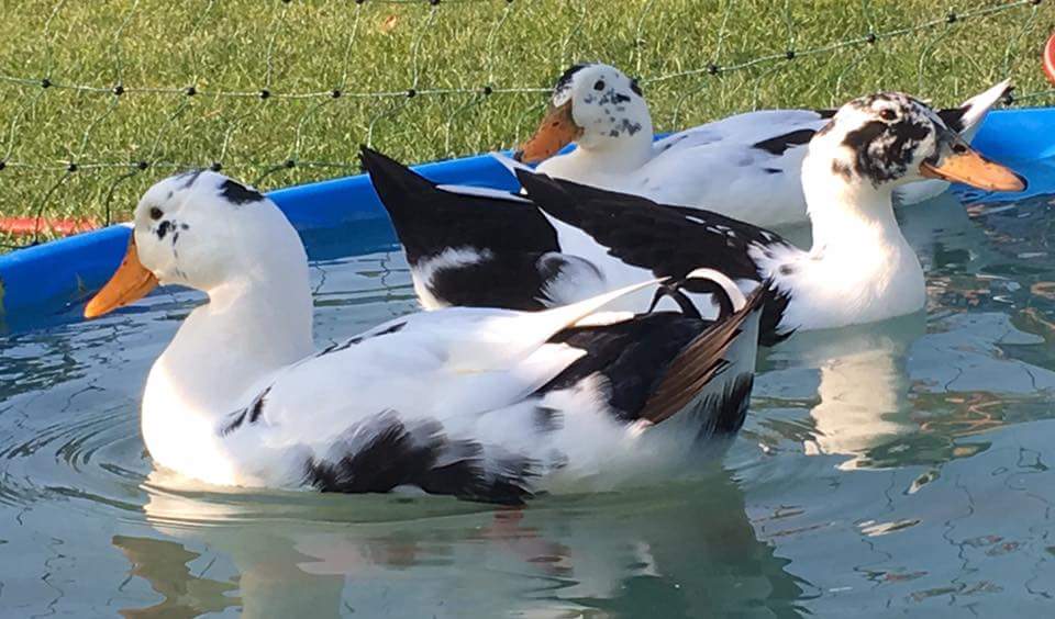 Ancona Ducks - Baby Ducks for Sale | Cackle Hatchery®