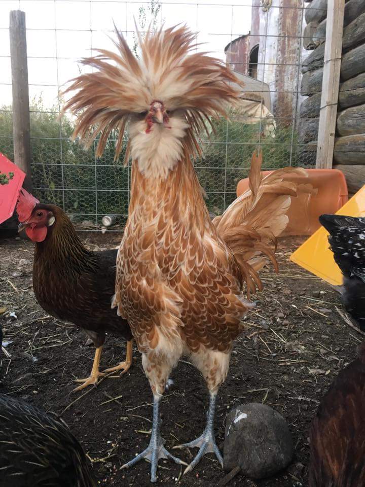 Buff Laced Polish Chicken - Chicks for Sale | Cackle Hatchery®