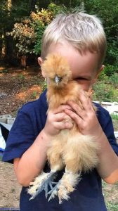 Buff Silkie Bantam Chicks - Baby Chickens for Sale | Cackle Hatchery®