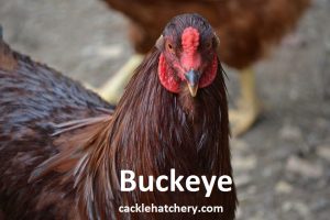 Buckeye Chickens - Baby Chicks for Sale | Cackle Hatchery®