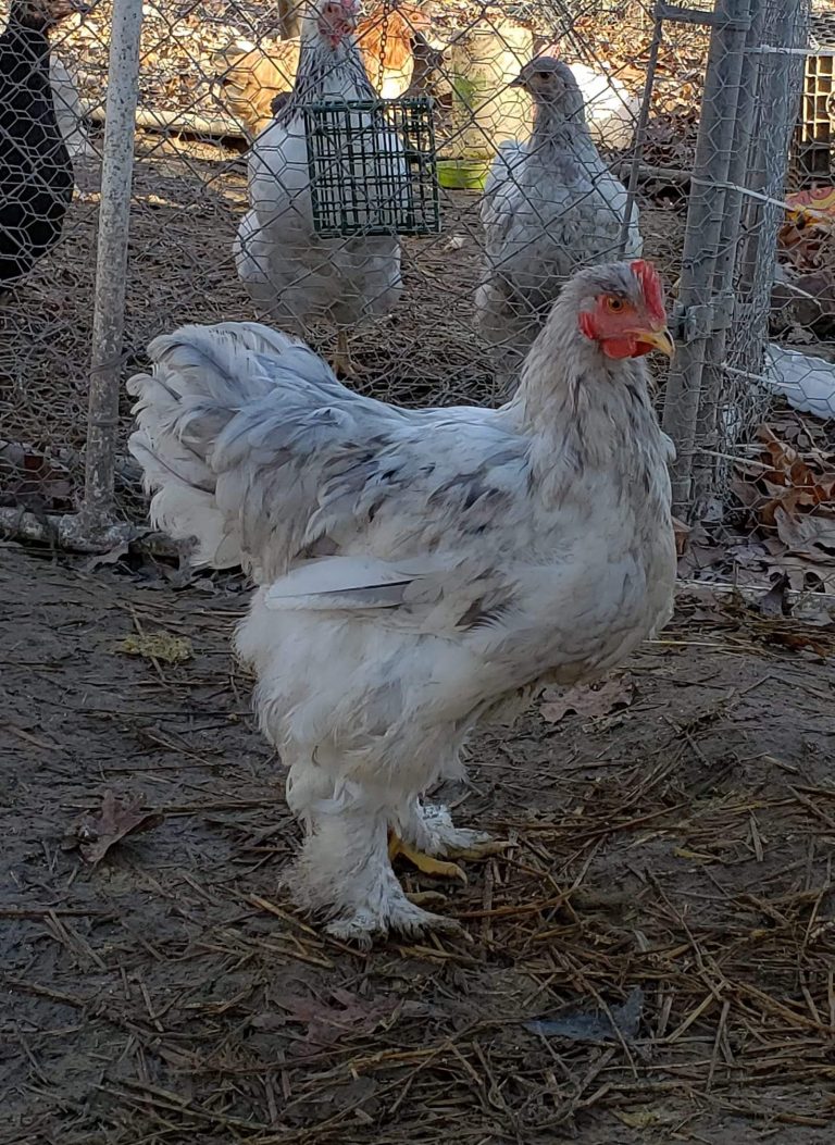 Splash Cochin - Standard Cochin Chickens | Cackle Hatchery®