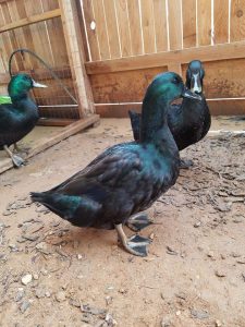 Cayugas : Baby Ducklings for Sale Online | Cackle Hatchery®