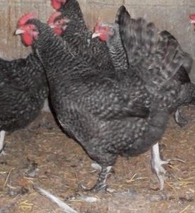 French Cuckoo Marans - Baby Chicks | Cackle Hatchery®