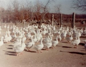 White Embden Geese - Baby Gosling for Sale | Cackle Hatchery®