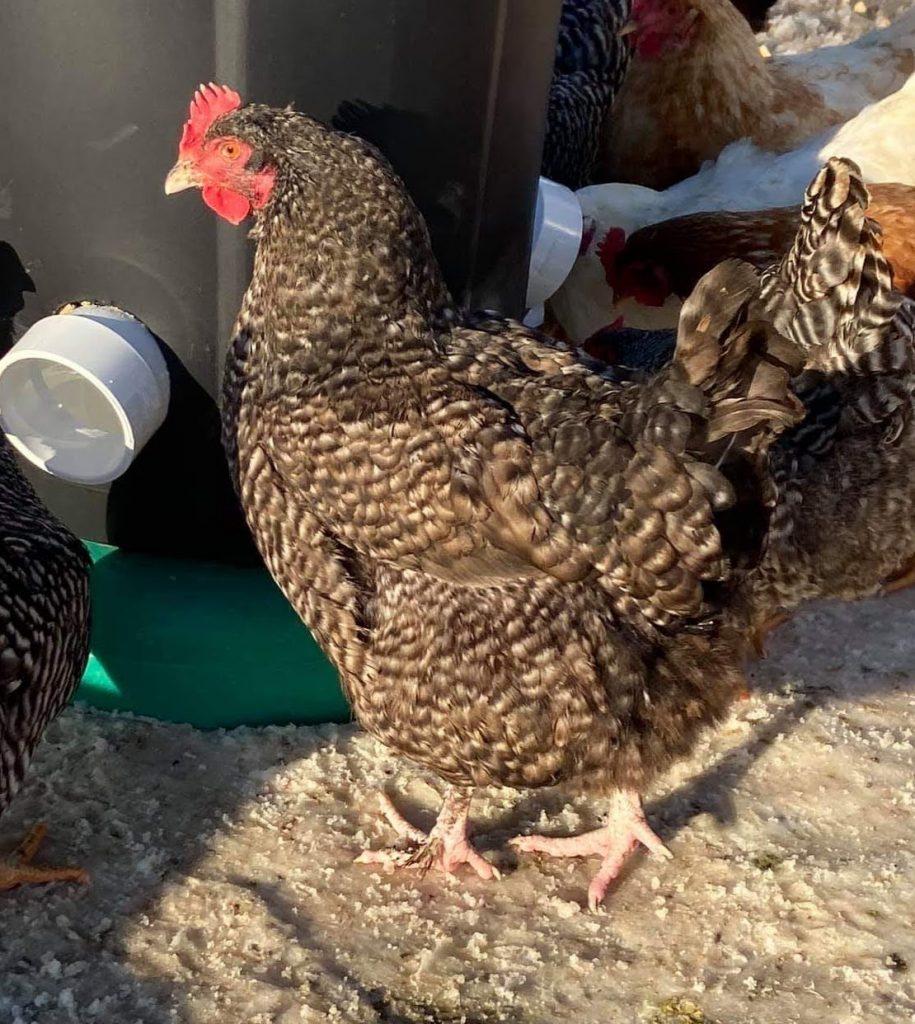 French Cuckoo Marans - Baby Chicks | Cackle Hatchery®