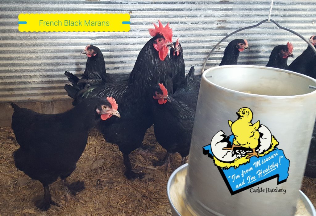 French Black Marans - Dark Brown Egg Layer | Cackle Hatchery®