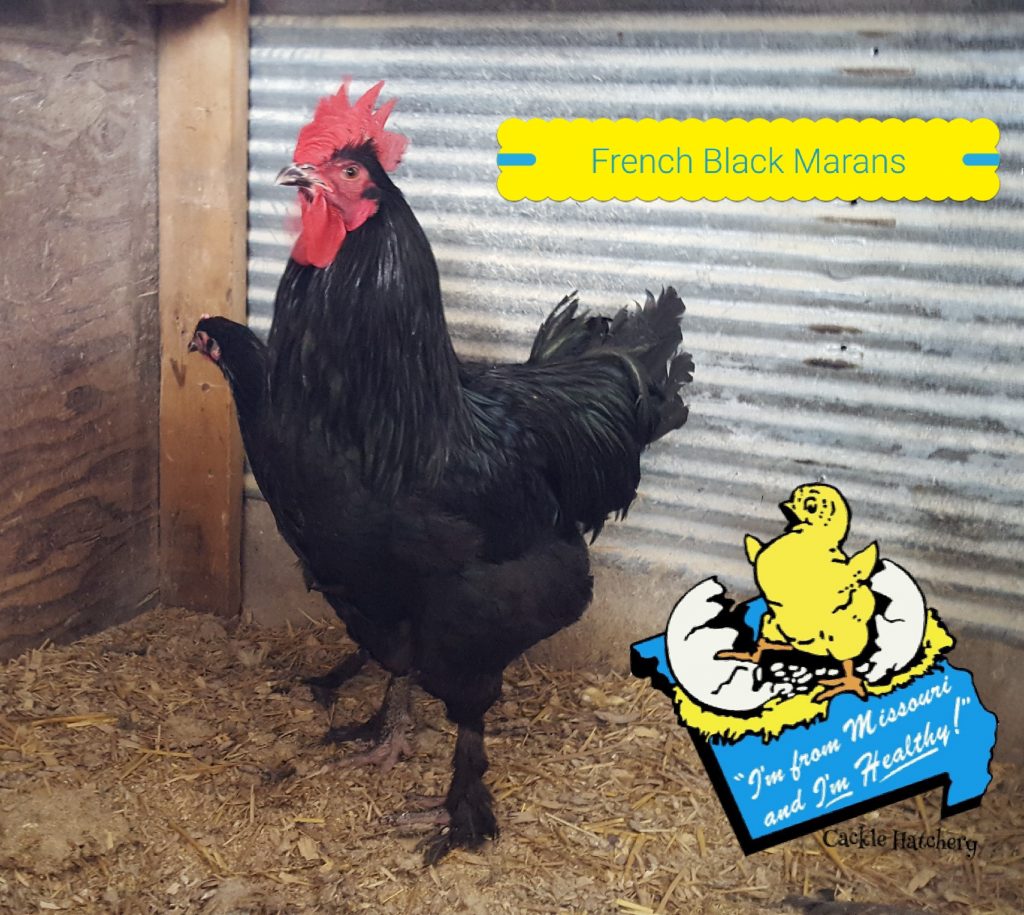 French Black Marans - Dark Brown Egg Layer | Cackle Hatchery®