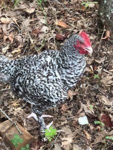 French Cuckoo Marans - Baby Chicks | Cackle Hatchery®