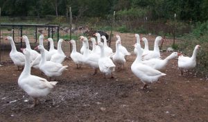 White Embden Geese - Baby Gosling for Sale | Cackle Hatchery®