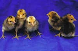 Ginger Red Old English Bantam Chicken | Cackle Hatchery®