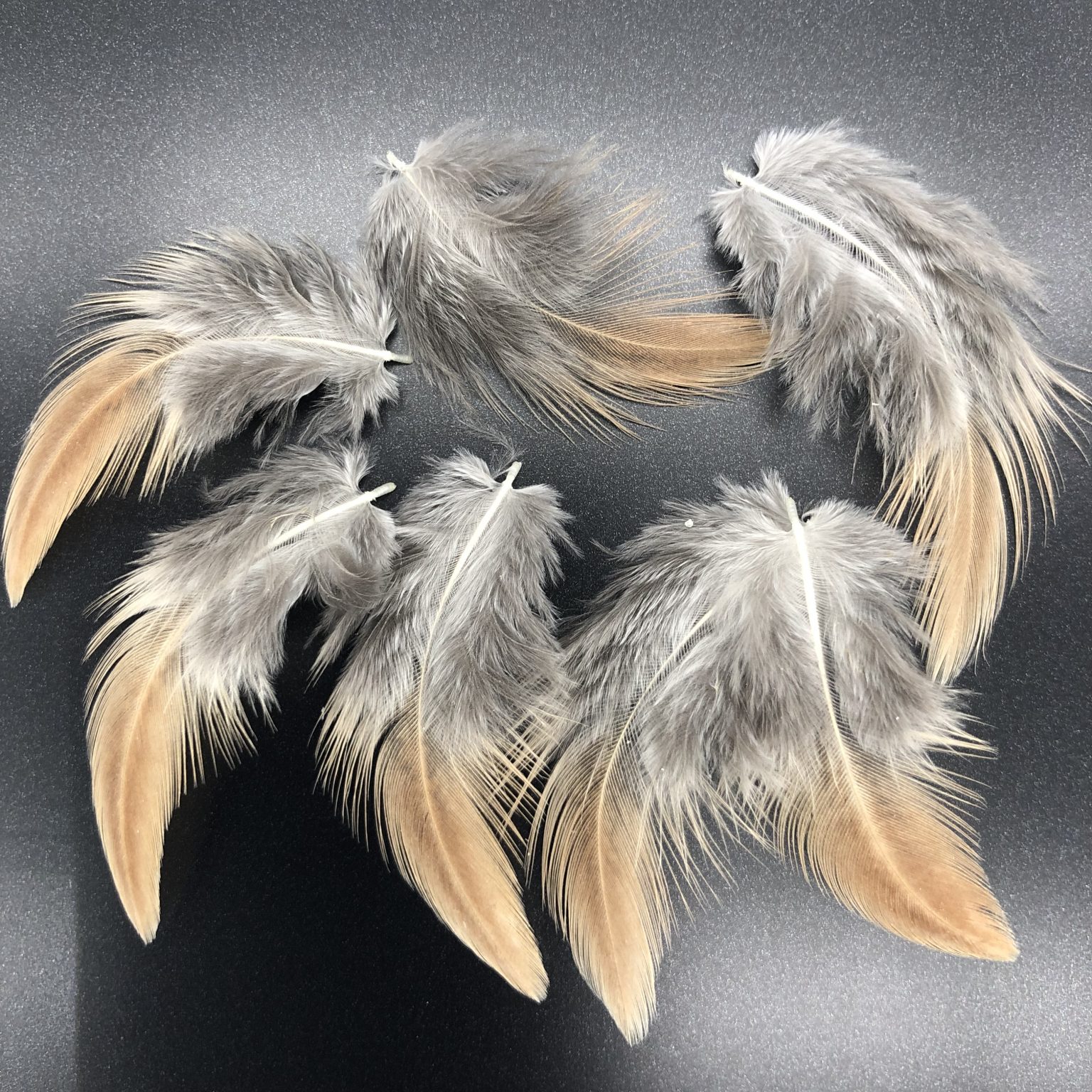 Golden Duckwing Phoenix Bantam Chicks | Cackle Hatchery®