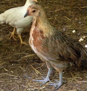 Golden Duckwing Phoenix Chickens | Cackle Hatchery®