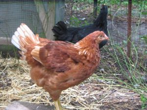 Golden Comet Baby Chickens for Sale | Cackle Hatchery®