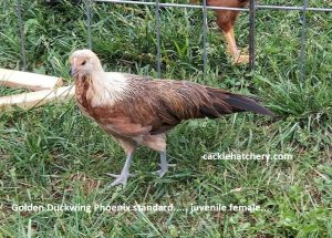 Golden Duckwing Phoenix Chickens | Cackle Hatchery®