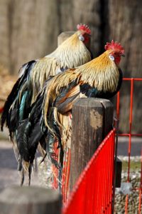 Golden Duckwing Phoenix Chickens | Cackle Hatchery®