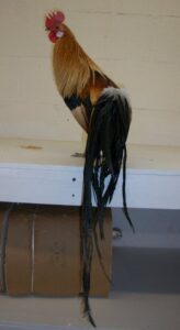 Golden Duckwing Phoenix Bantam Chicks | Cackle Hatchery®