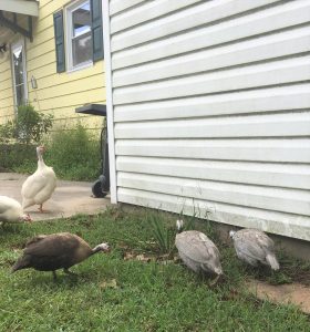 Guinea Fowl Baby Chicks - Bargain Special | Cackle Hatchery®