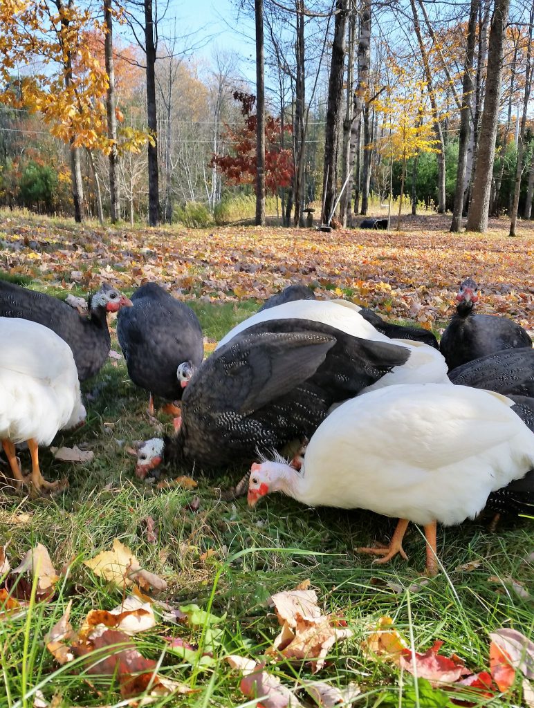 Guinea Fowl Baby Chicks - Bargain Special | Cackle Hatchery®