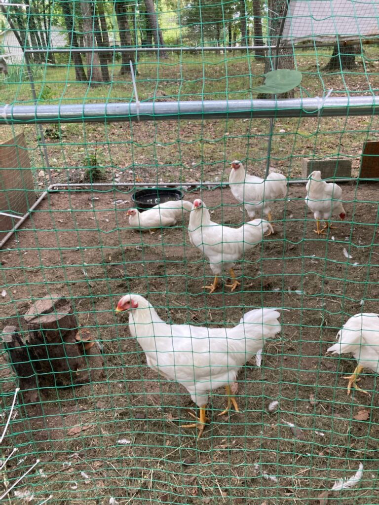 White Chantecler Breed Chicks for Sale | Cackle Hatchery®