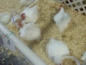 Jumbo Cornish Cross Broiler Meat Chicken For Sale | Cackle Hatchery®