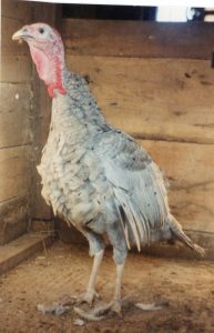 Blue Slate Turkey - Turkey Poults for Sale | Cackle Hatchery®