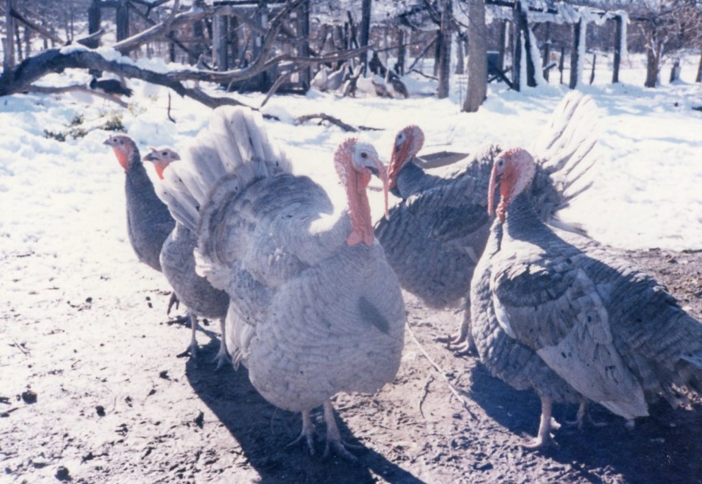 Blue Slate Turkey - Turkey Poults for Sale | Cackle Hatchery®