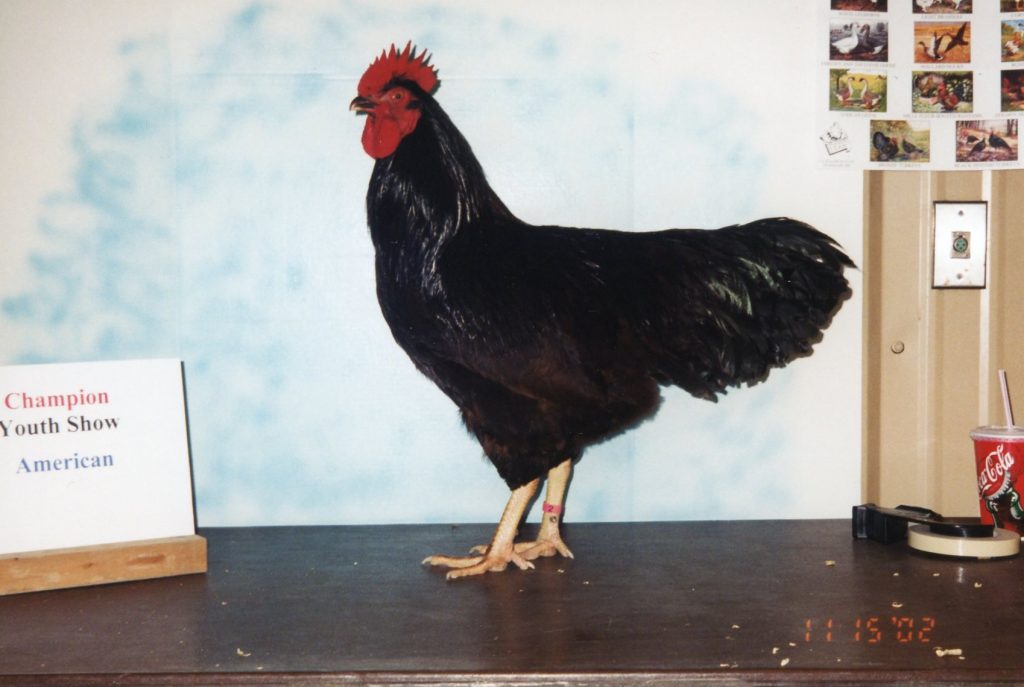 Rhode Island Red Baby Chicken Chicks For Sale | Cackle Hatchery®