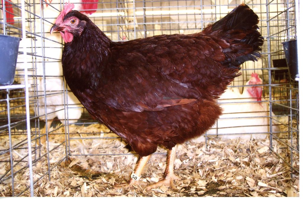 Rhode Island Red Baby Chicken Chicks For Sale | Cackle Hatchery®