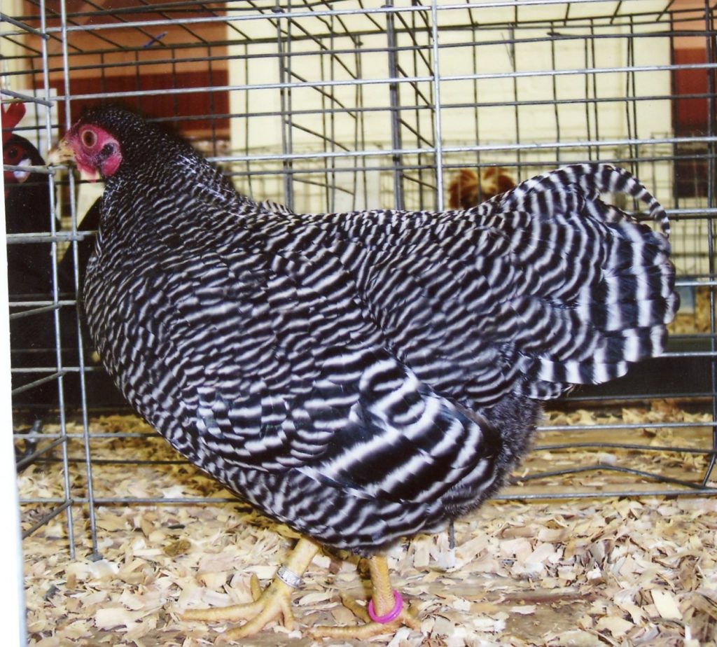Barred Rock Bantam Chickens for Sale | Cackle Hatchery®