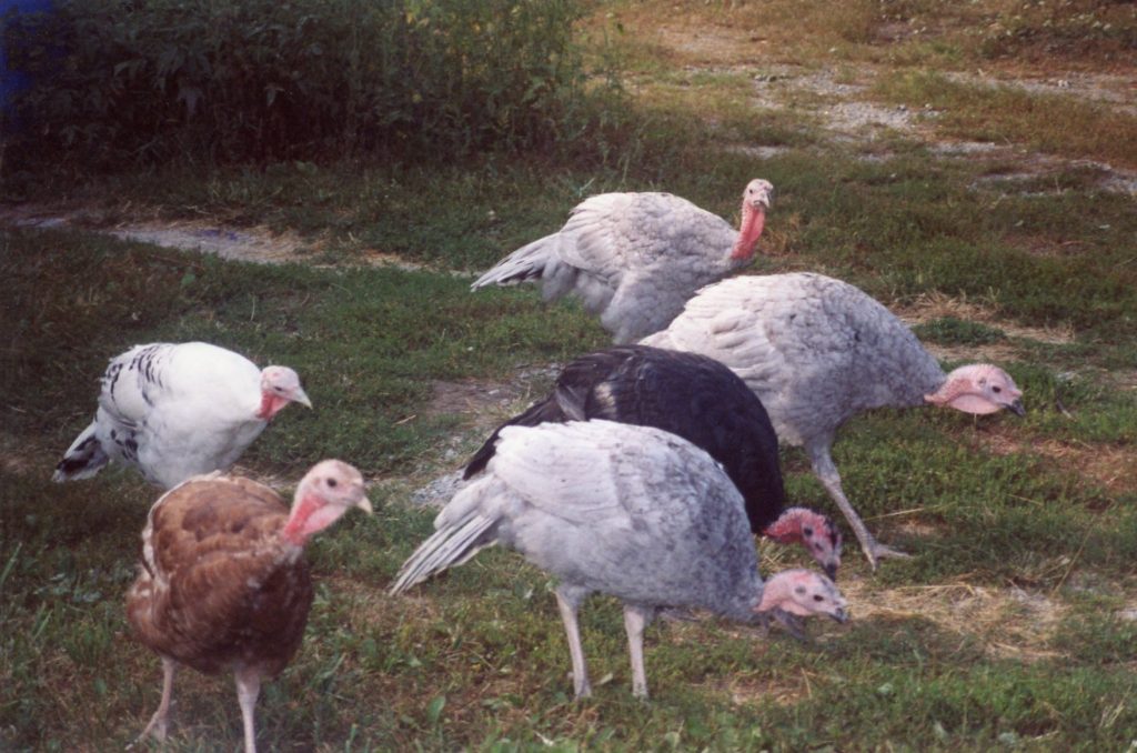 Blue Slate Turkey - Turkey Poults for Sale | Cackle Hatchery®